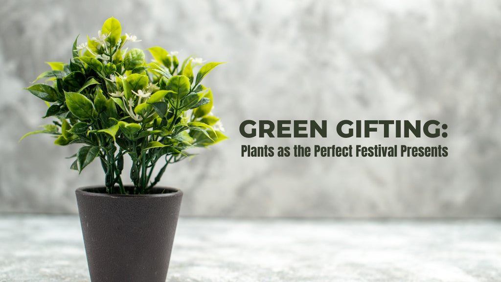 Green Gifting Plants as the Perfect Festival Presents – Green Carpet