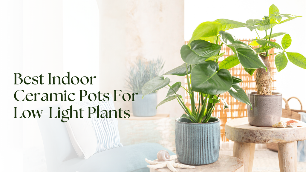 Best Indoor Ceramic Pots For Low-Light Plants – Green Carpet