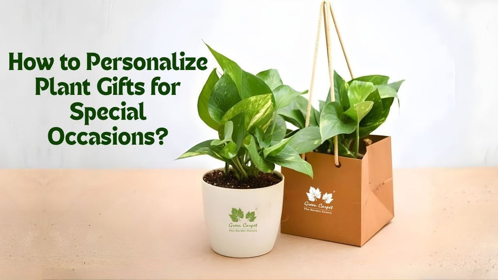 How to Personalize Plant Gifts for Special Occasions? – Green Carpet