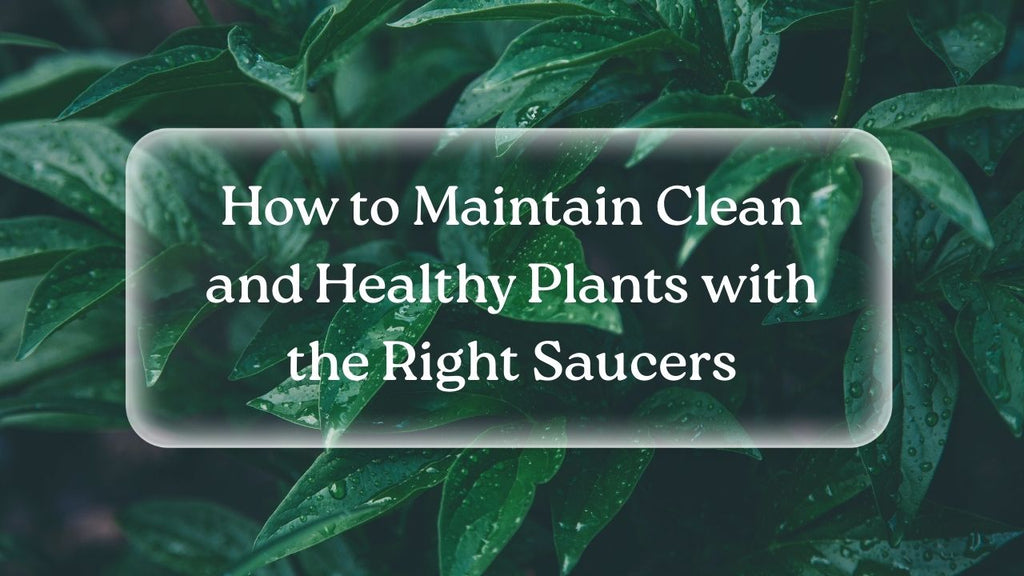How to Maintain Clean and Healthy Plants with the Right Saucers – Green ...