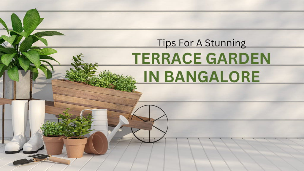 Tips For A Stunning Terrace Garden In Bangalore. – Green Carpet